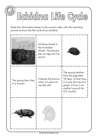 Echidna Life Cycle :: Teacher Resources and Classroom Games :: Teach This