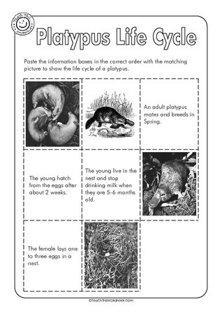 Platypus Life Cycle :: Teacher Resources and Classroom Games :: Teach This