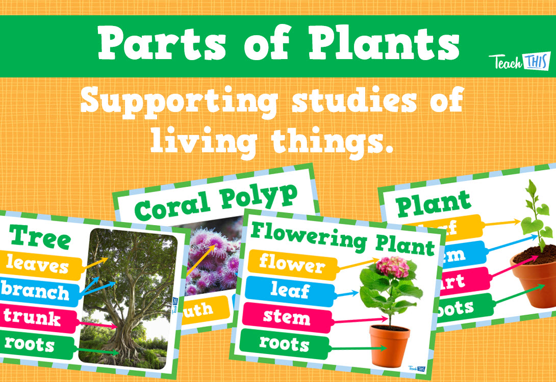 Parts of Plants :: Teacher Resources and Classroom Games :: Teach This