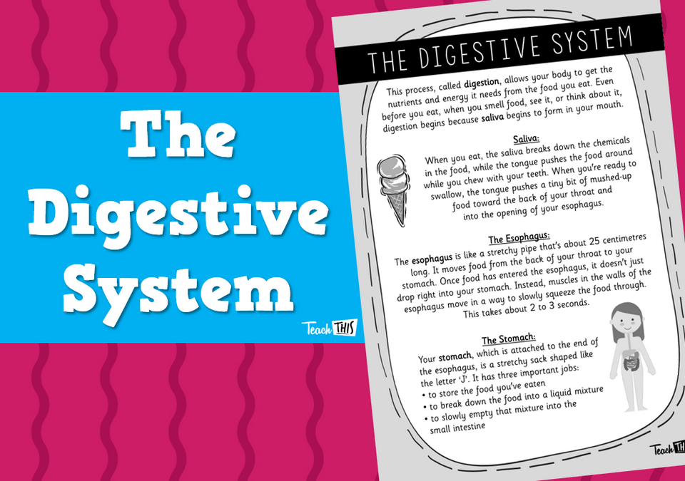 The Digestive System :: Teacher Resources and Classroom Games :: Teach This
