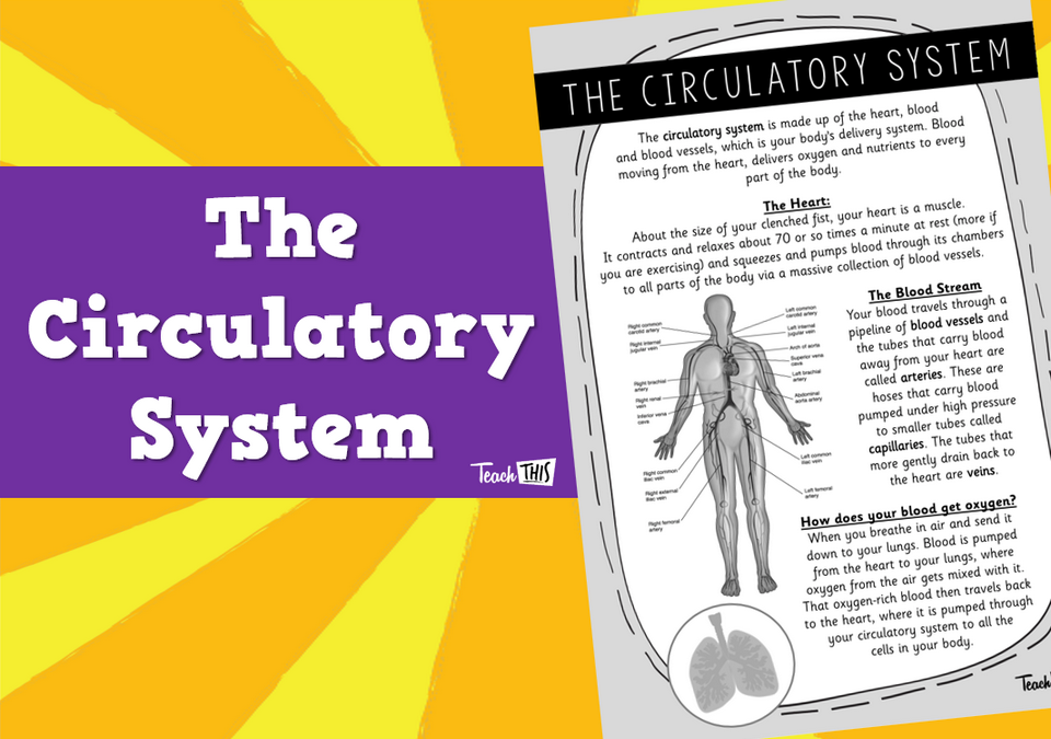 The Circulatory System :: Teacher Resources and Classroom Games ...