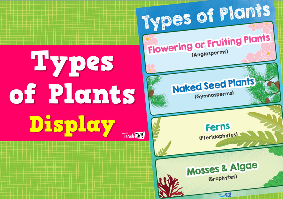 Plant Groups :: Teacher Resources and Classroom Games :: Teach This