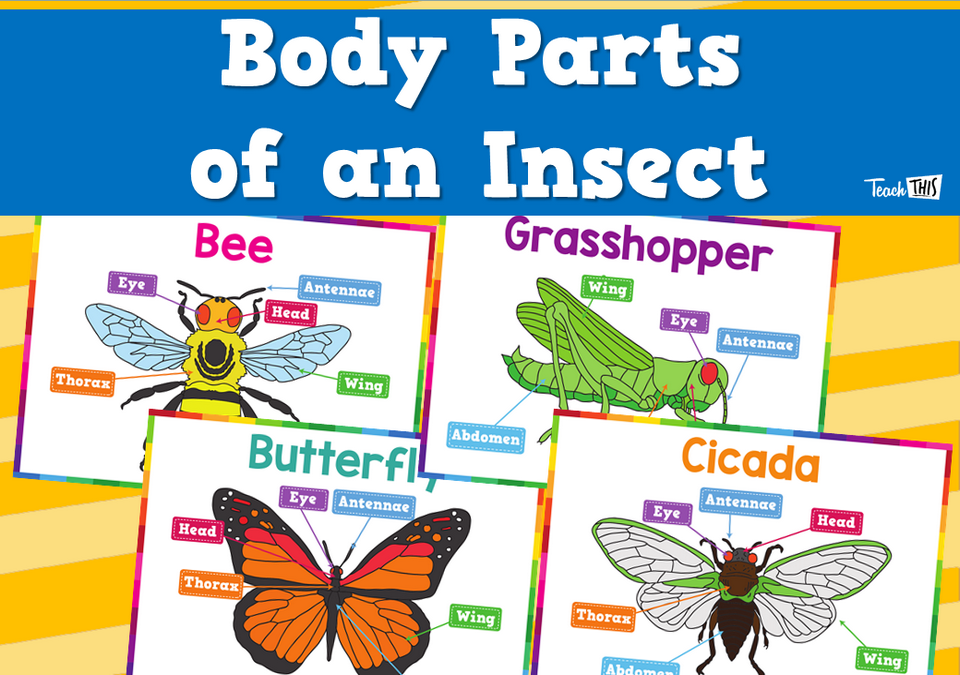 Body Parts Of An Insect For Preschoolers at Kristy Breeden blog