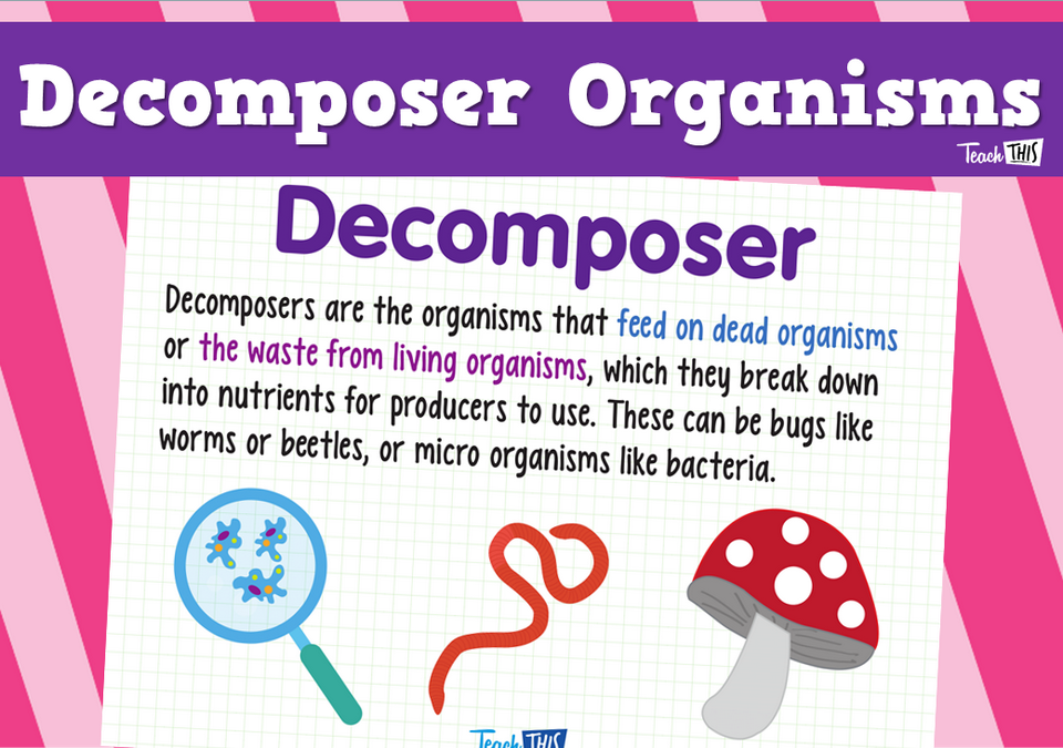 Decomposer Organisms :: Teacher Resources and Classroom Games :: Teach This