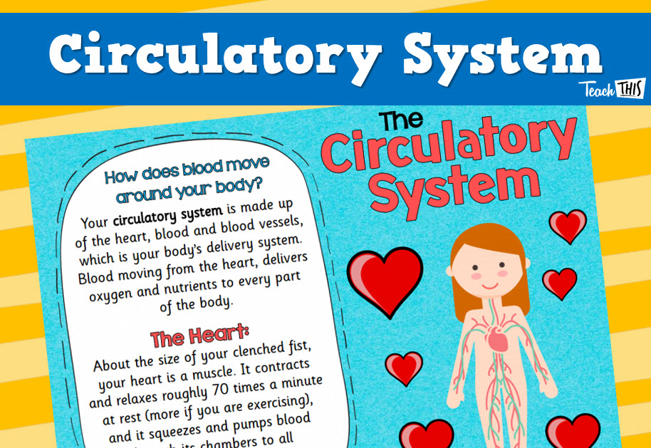 Circulatory System :: Teacher Resources and Classroom Games :: Teach This