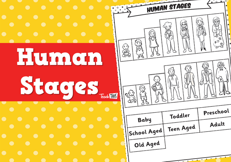 Human Stages - Worksheet :: Teacher Resources and Classroom Games ...