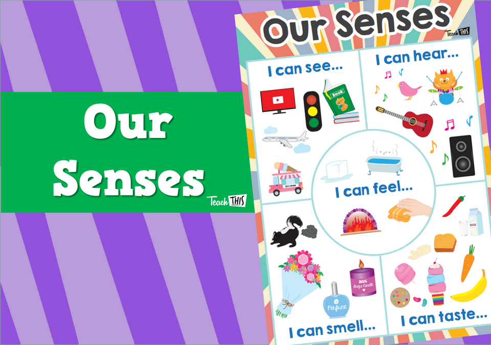 Our Senses :: Teacher Resources and Classroom Games :: Teach This