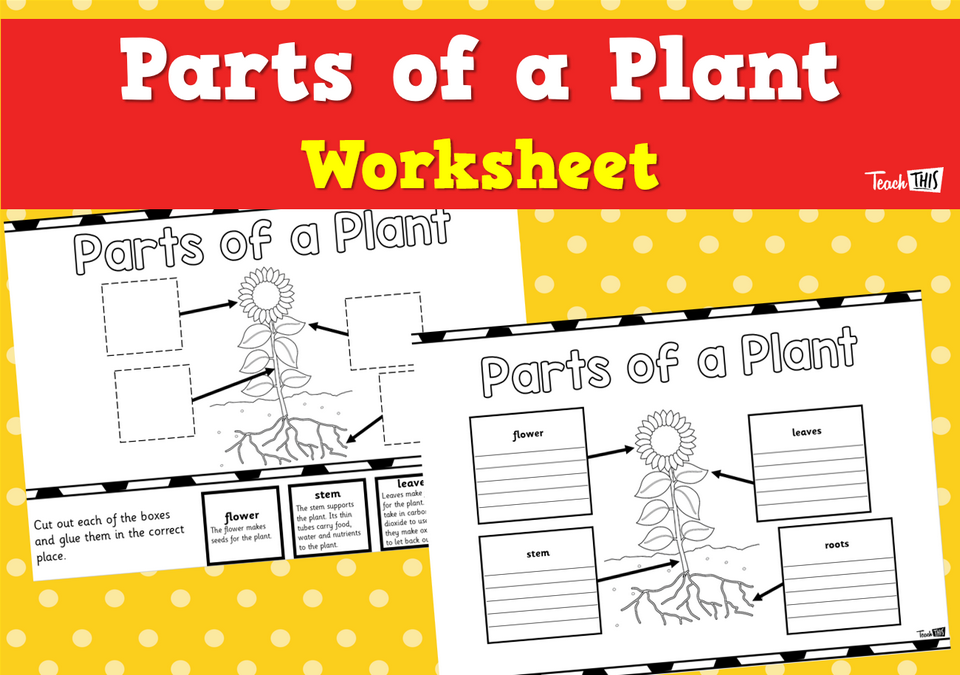 Parts of a Plant - Worksheet :: Teacher Resources and Classroom Games ...