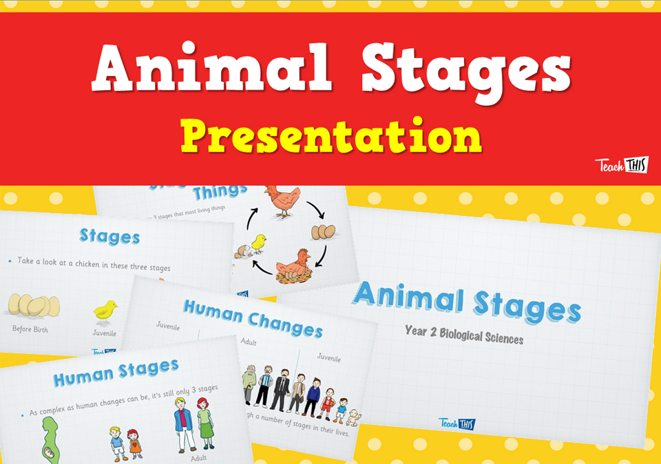 Animal Stages :: Teacher Resources and Classroom Games :: Teach This