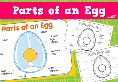 Eat the Eggs - Subtraction :: Teacher Resources and Classroom Games ...